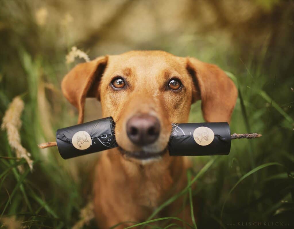 Dog Waste Bags Background Knowledge – The Sustainable People